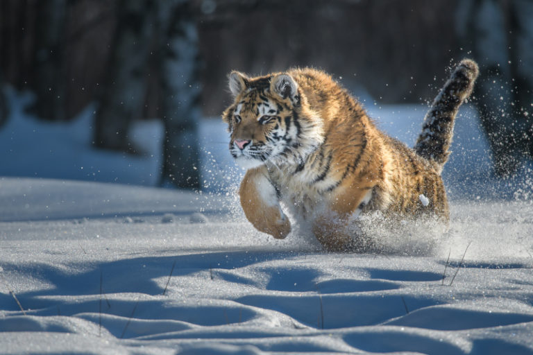 De Kaspische tijger, de grootste kat ter wereld - Curiokids