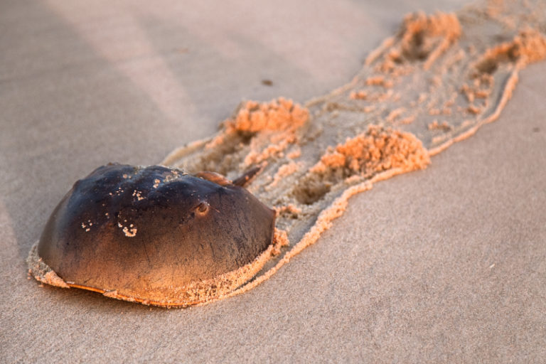 Pourquoi le limule est-il si intéressant ? - Curiokids