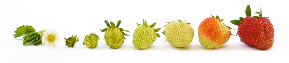 Pourquoi les fraises sont-elles rouges ? - Curiokids