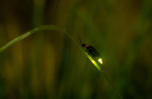 Et si tu fabriquais des lucioles phosphorescentes ? - Curiokids